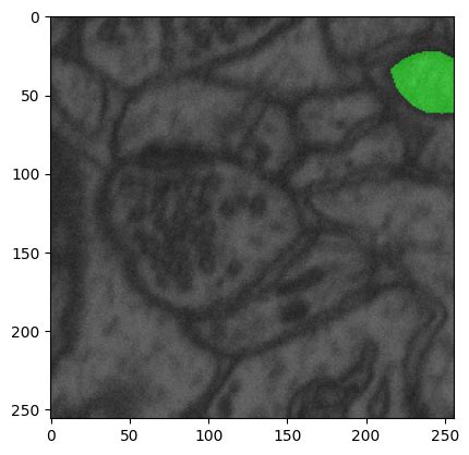 Yolo V8 Segmentation