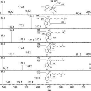 MS MS Spectra And Proposed Interpretation Of Spectral Fragmentation Of Download Scientific