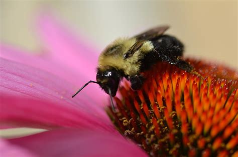 Bmble Bee Photograph By Greg Hayhoe Fine Art America