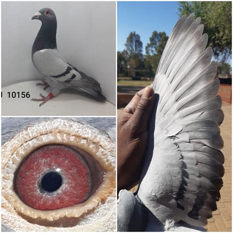 Lot 52 Clive Frost Pwdu 10156 2020 Name Tomcar 56 Color Bb Sex C Race Record 2021 Yearlings