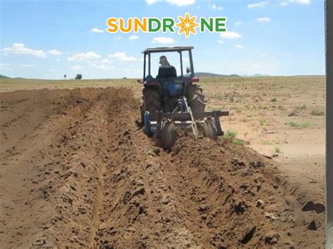 Phương Pháp Gieo Hạt Rau Mùi Đơn Giản Cho Mùa Vụ Bội Thu