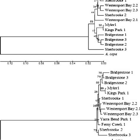 Rapd Dendrogram Using Single Linkage Rescaled Distance Cluster Combine