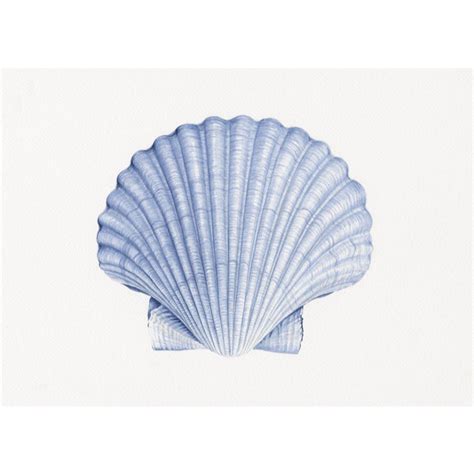 Scallop Shell Blue And White Art Print Hamptons Home