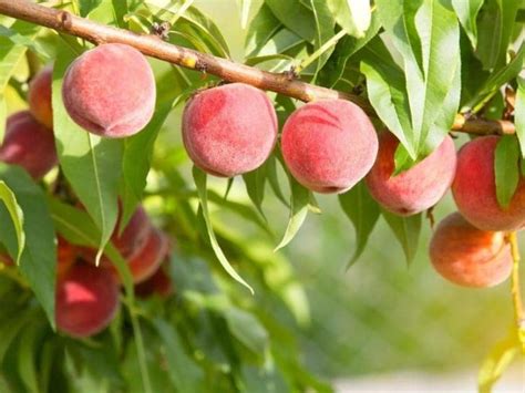 Ants On Peach Tree How To Get Rid Of Them LeafyJournal