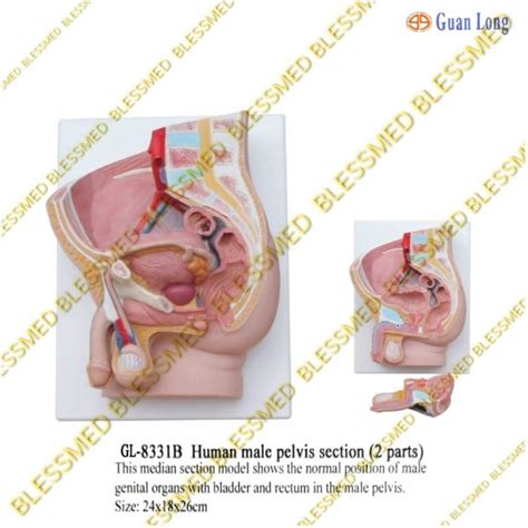 Jual Alat Peraga Model Manekin Human Male Pelvis Suction 2 Parts
