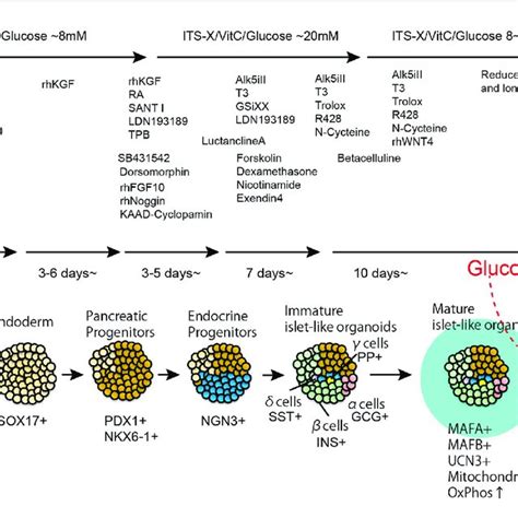 Step By Step Differentiation And Maturation To Generate Functional