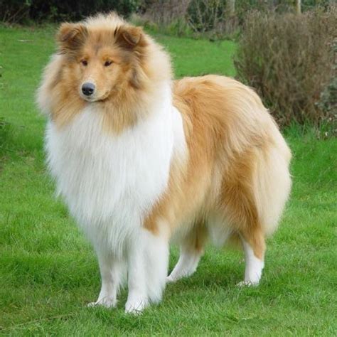 喜乐蒂牧羊犬图册 360百科