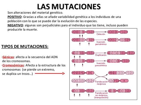 Ejercicios Genetica 4 Eso Minamlismapa
