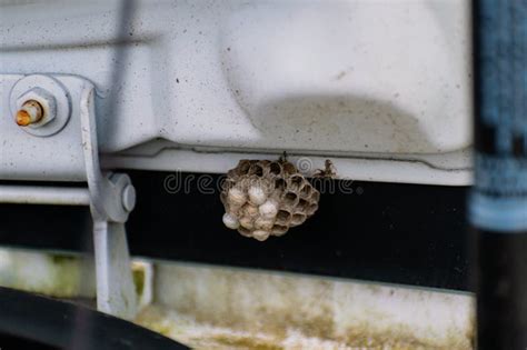 wasp eggs in a hexagonal nest hanging in a car interior vespula stock
