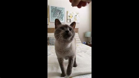 Maxie Cat 😺😺 Youtube