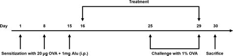 Sensitization Scheme Of An Asthma Mouse Model Download Scientific Diagram