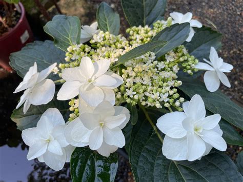 Hydrangea White Angel Growing Mother Earth Nursery
