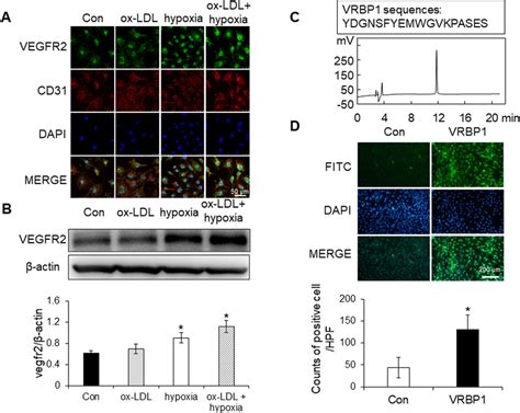 Vegfr2 Expression In Activated Huvecs And Identification Of Peptides