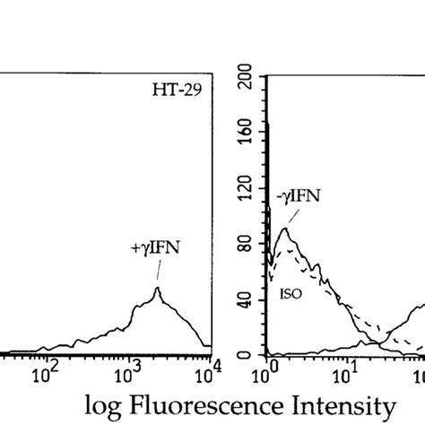 Intestinal Epithelial Cells Express Hla Class Ii Molecules Ii And