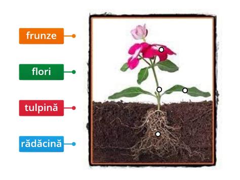 Părțile Componente Ale Unei Flori Diagrama Etiquetado