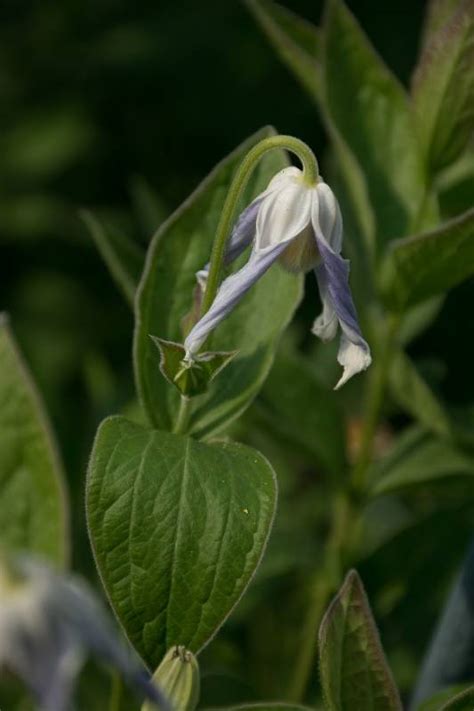 Купить Клематис Хакури Hakuree — АС Клематис