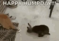 Cat Happy Dry Hump Day 