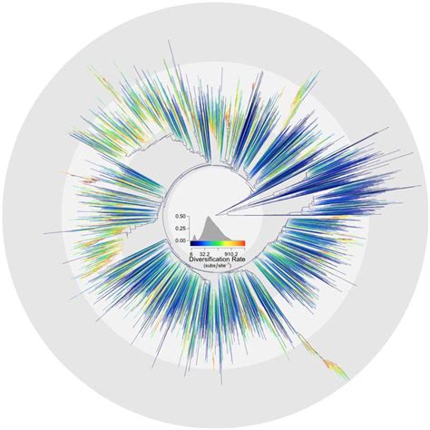 A Representative Bootstrap Approximate Maximum Likelihood Phylogenetic Download Scientific