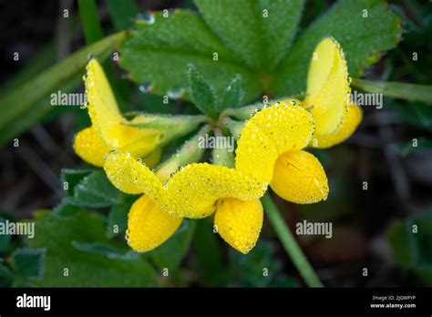 Lotus Japonicus More Common Name Birds Foot Trefoil A Very