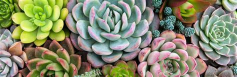 Plants With Benefits Love The Garden