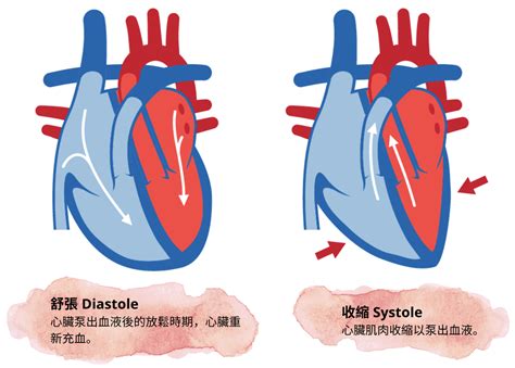 Cardiovascular Circulatory System Advance 心血管循環系統進階 難度 ★★★★★★