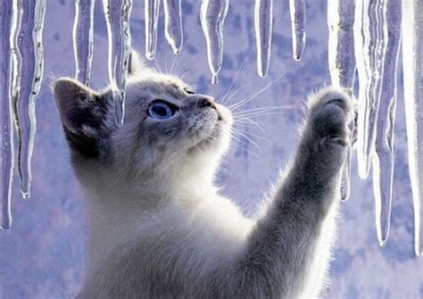 Зимние кошки и новогодние кошки