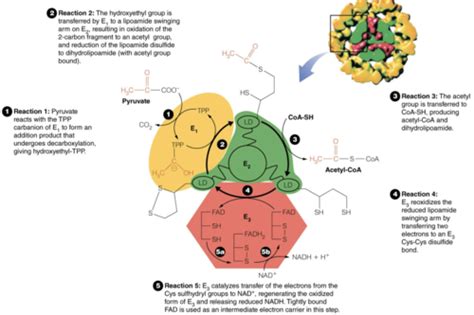 Chapter 13 Citric Acid Cycle Flashcards Quizlet