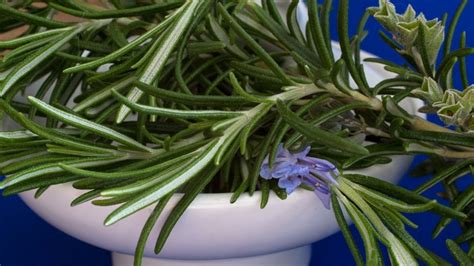 ¿para Qué Sirve El Té De Romero Te Damos La Receta Y Sus Beneficios