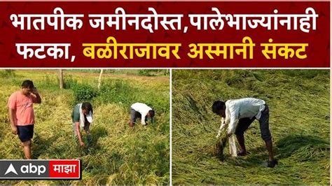 Bhandara Unseasonal Rain Rice Crop And Maharashtra Farmer Loss Abp