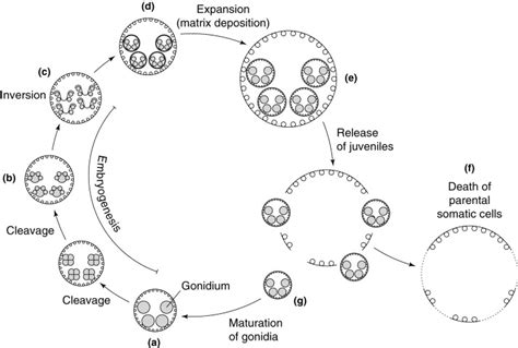 The Highly Efficient Sex Inducing Pheromone System Of Volvox Trends In