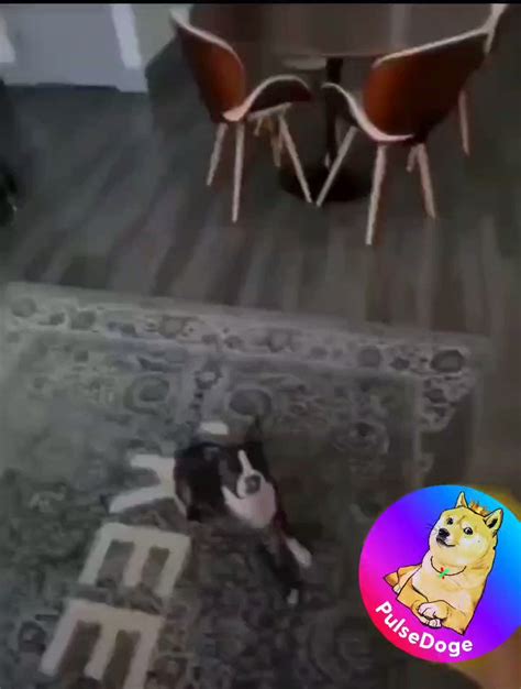 Stak N Bak On Twitter Fetch PLSD Returns With PBTC The Perfect PetXx