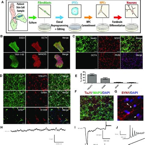 Generation And Characterization Of Forebrain Neurons A Outline Of Download Scientific Diagram