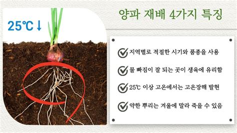 고품질 양파 재배 방법 및 모종 심는 시기 양파밭 밑거름 · 양파 뿌리활착 비료 소개 네이버 블로그