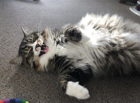 Cat Fangs Teefies