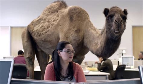 Geicos Hump Day Ad Gets Two Thirds Of Its Shares On Wednesday