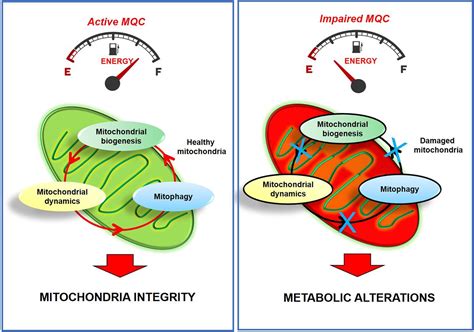 Mitochondria And Aerobic Exercise