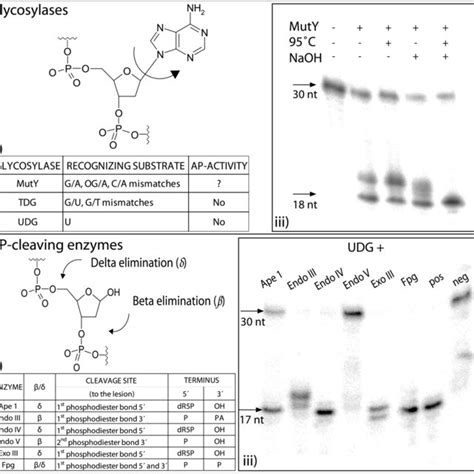 In Situ Detection Of Mitochondrial Dna Using Padlock Probes And Rca