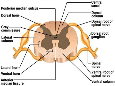 Structure And Functions Of Spinal Cord Overall Science