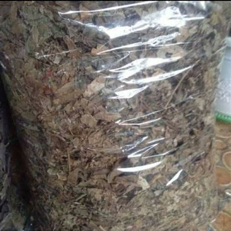 Jual Daun Sirih Hijau Kering Harga Promo Shopee Indonesia