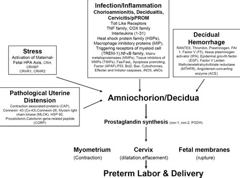 Spontaneous Preterm Birth A Clinical Dilemma Etiologic