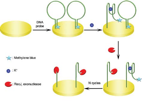 Figure 1 From Electrochemical Aptasensors For Detection Of Small