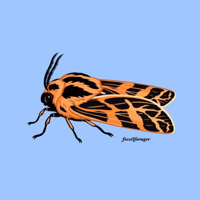 Ornate Tiger Moth This Set Of Illustrations Wer Tumbex
