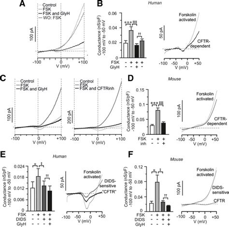 Camp Activated Chloride Currents In Human And Mouse Beta Cells A