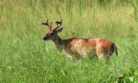 Texas Kills 249 Deer Amid Cwd Scare The Wildlife Society