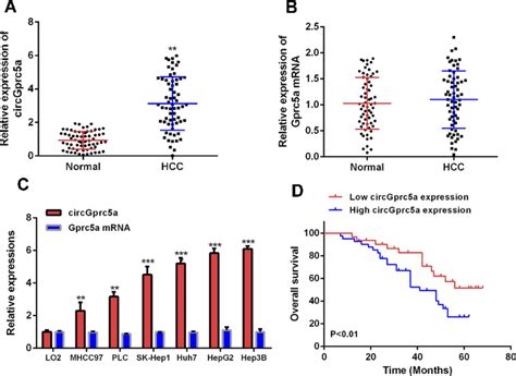 Circgprc5a Expression Was Up Regulated In Hcc Tissues And Cell Line
