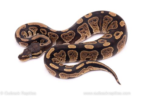 Africa Import Dinker Special Ball Python 11 Outback Reptiles