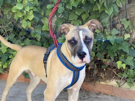 Adoption de Fredy Grand chien chien croise région Auvergne Rhône Alpes
