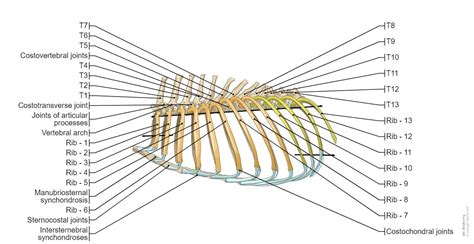 개의 골학 삽화 정상 해부학 Vet Anatomy