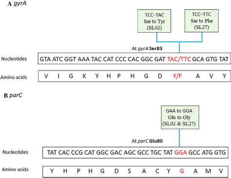 Illustration Of A Point Mutation In The Qrdr Of Gyra And Parc In