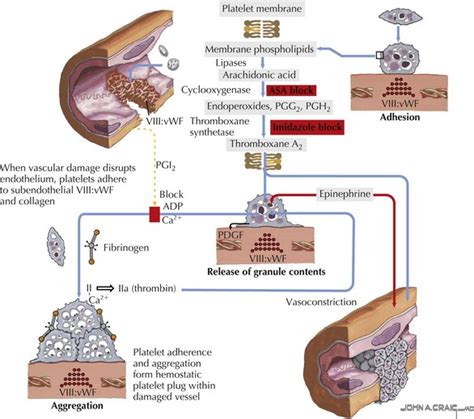 Platelet Disorders Obgyn Key